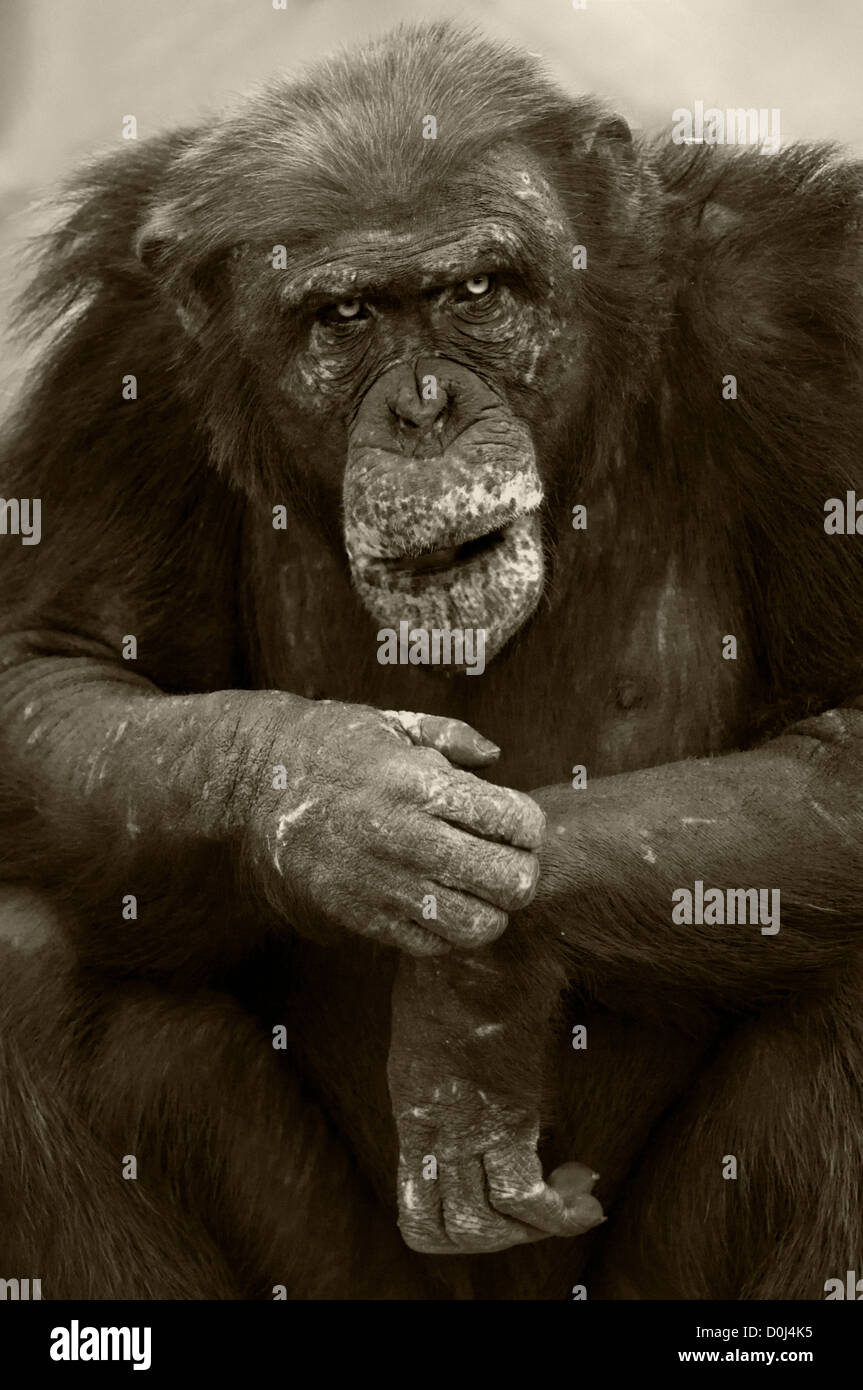 Chimpanzee ape hi-res stock photography and images - Alamy