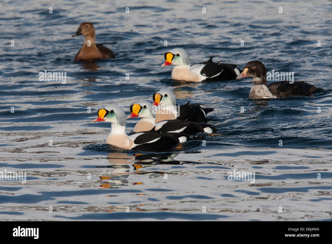 Drake and female King Eiders, Varanger Finnmark Norway Stock Photo - Alamy