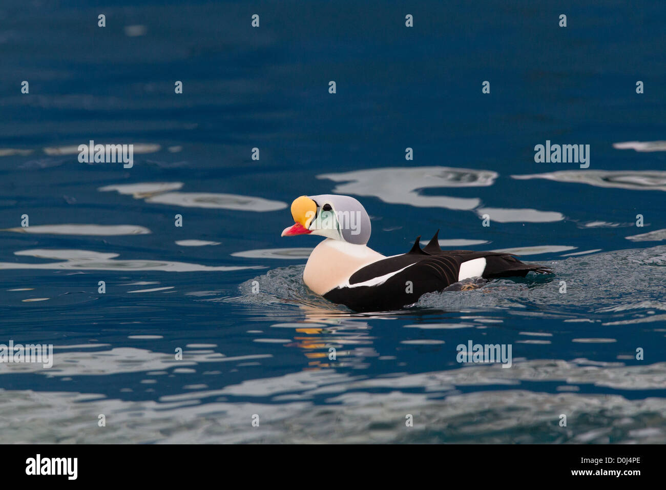 Drake King Eider, Varanger Finnmark Norway Stock Photo - Alamy
