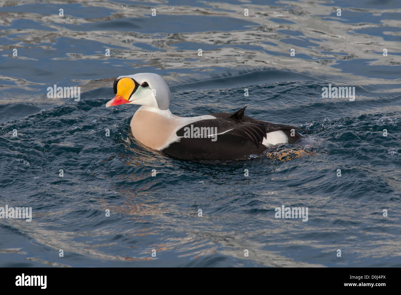Drake King Eider, Varanger Finnmark Norway Stock Photo - Alamy