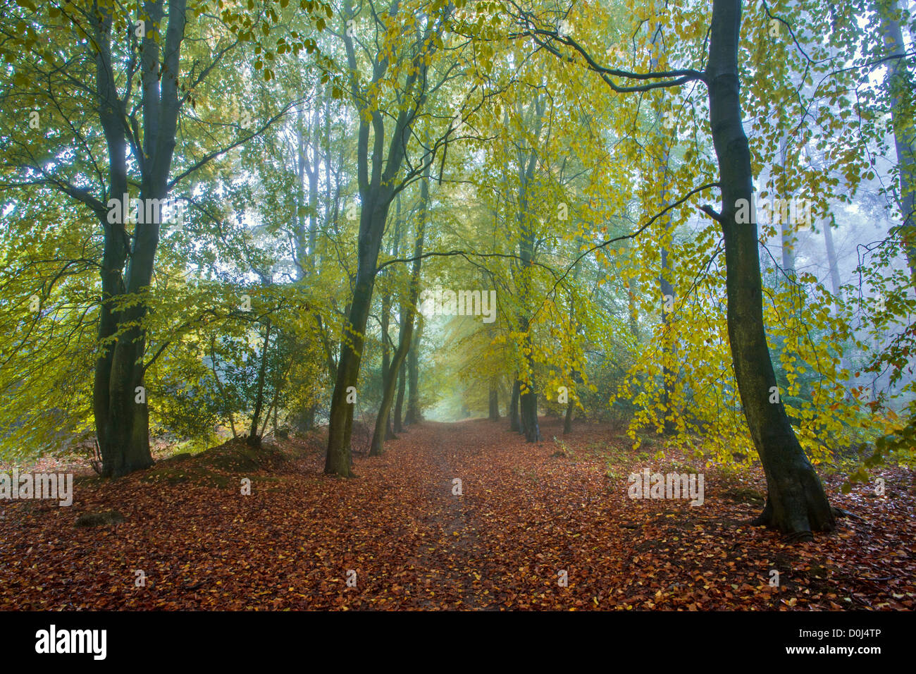 Trail through beech forest hi-res stock photography and images - Alamy