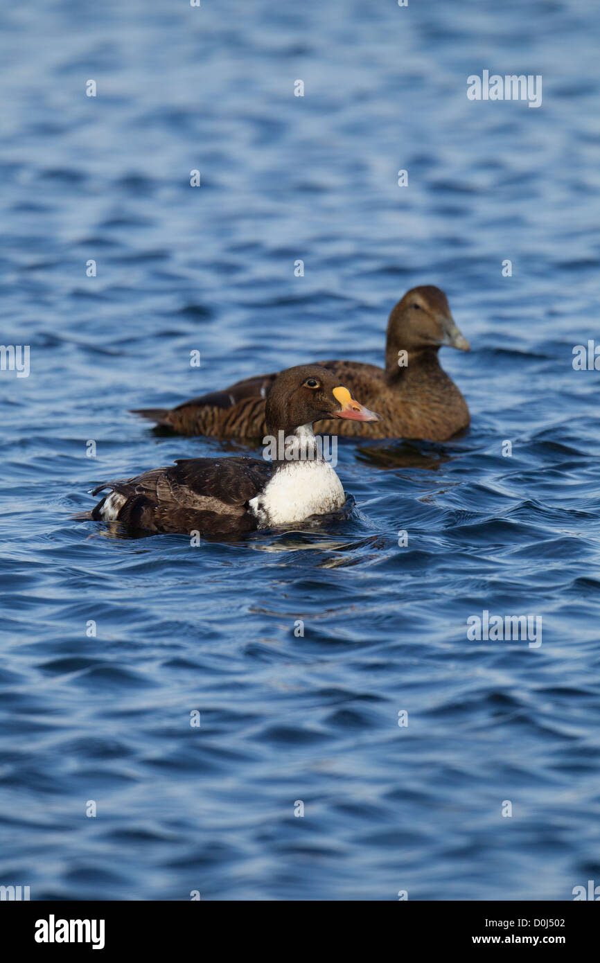 First summer Drake King Eider, Shetland, Scotland, UK with female ...