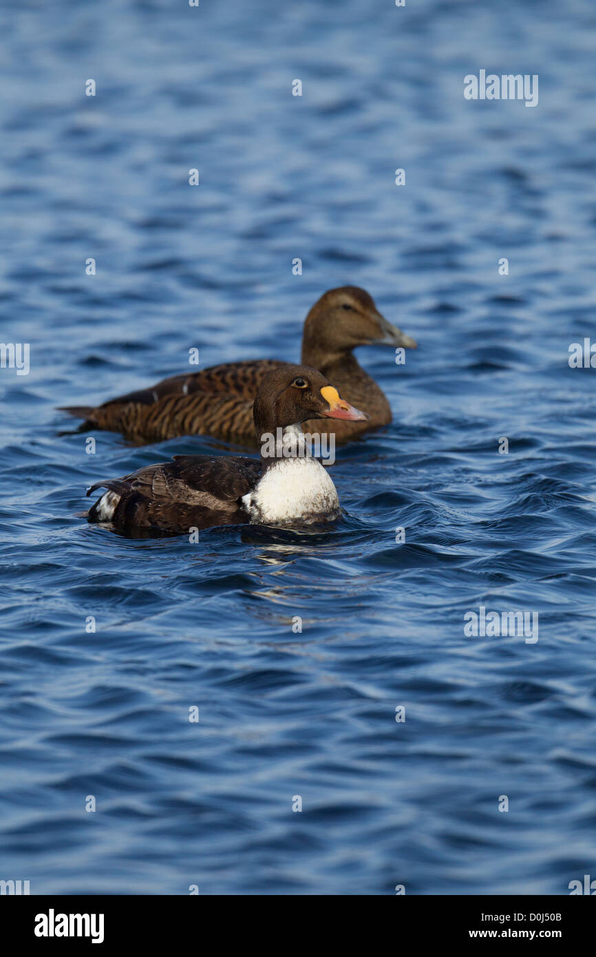 First summer Drake King Eider, Shetland, Scotland, UK with female ...