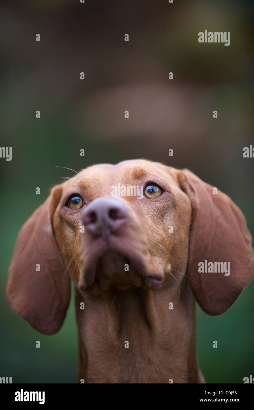 An alert female Hungarian Viszla Stock Photo - Alamy
