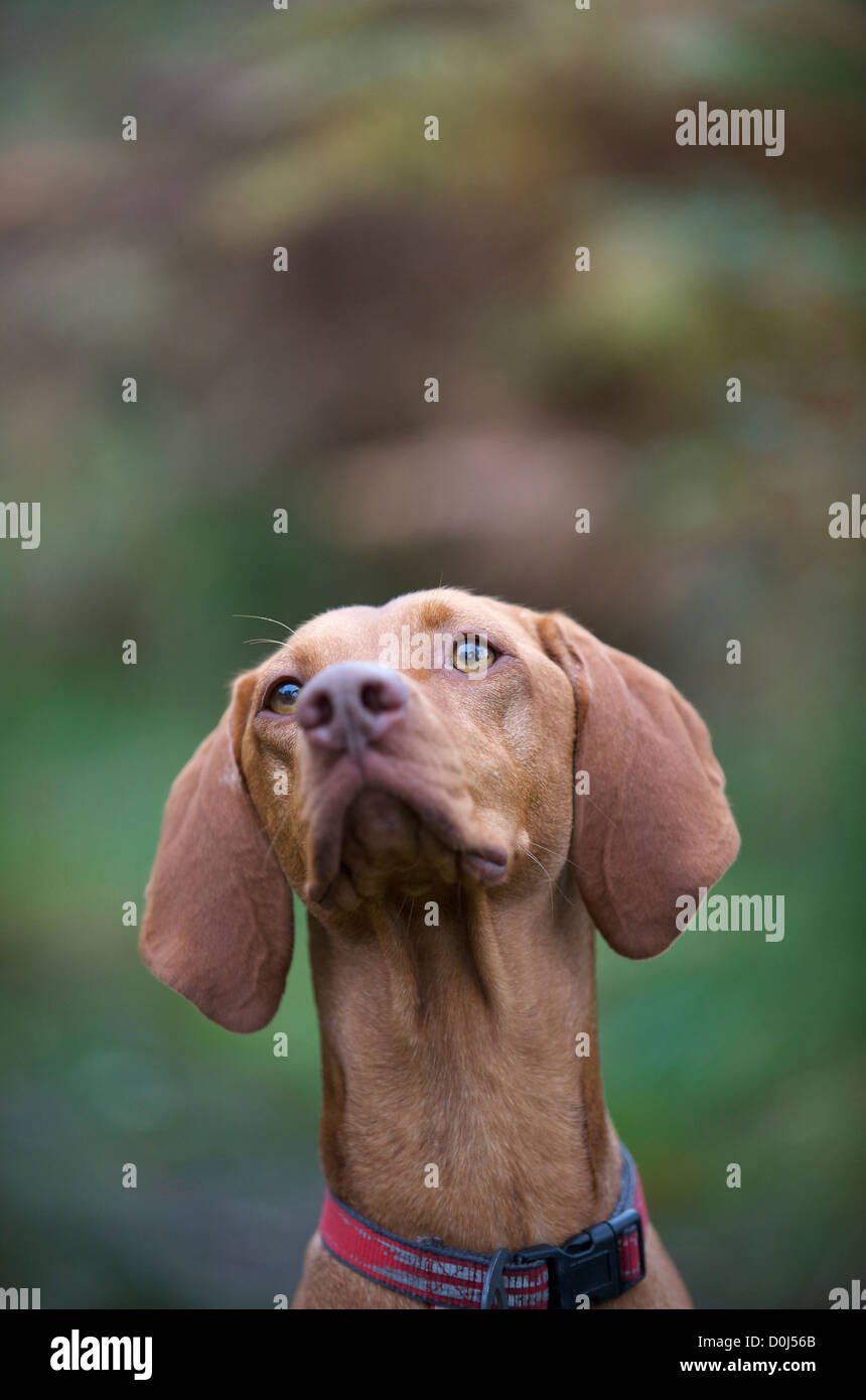 An alert female Hungarian Viszla Stock Photo - Alamy