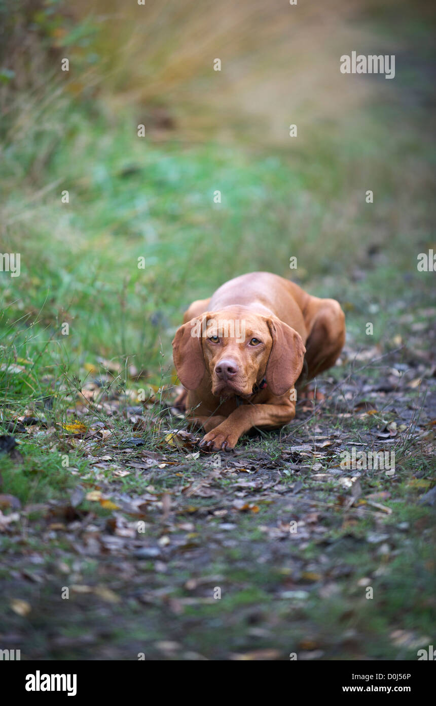 Viszla portrait hi-res stock photography and images - Alamy