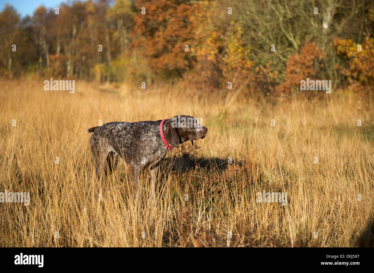 Long pointer hi-res stock photography and images - Alamy