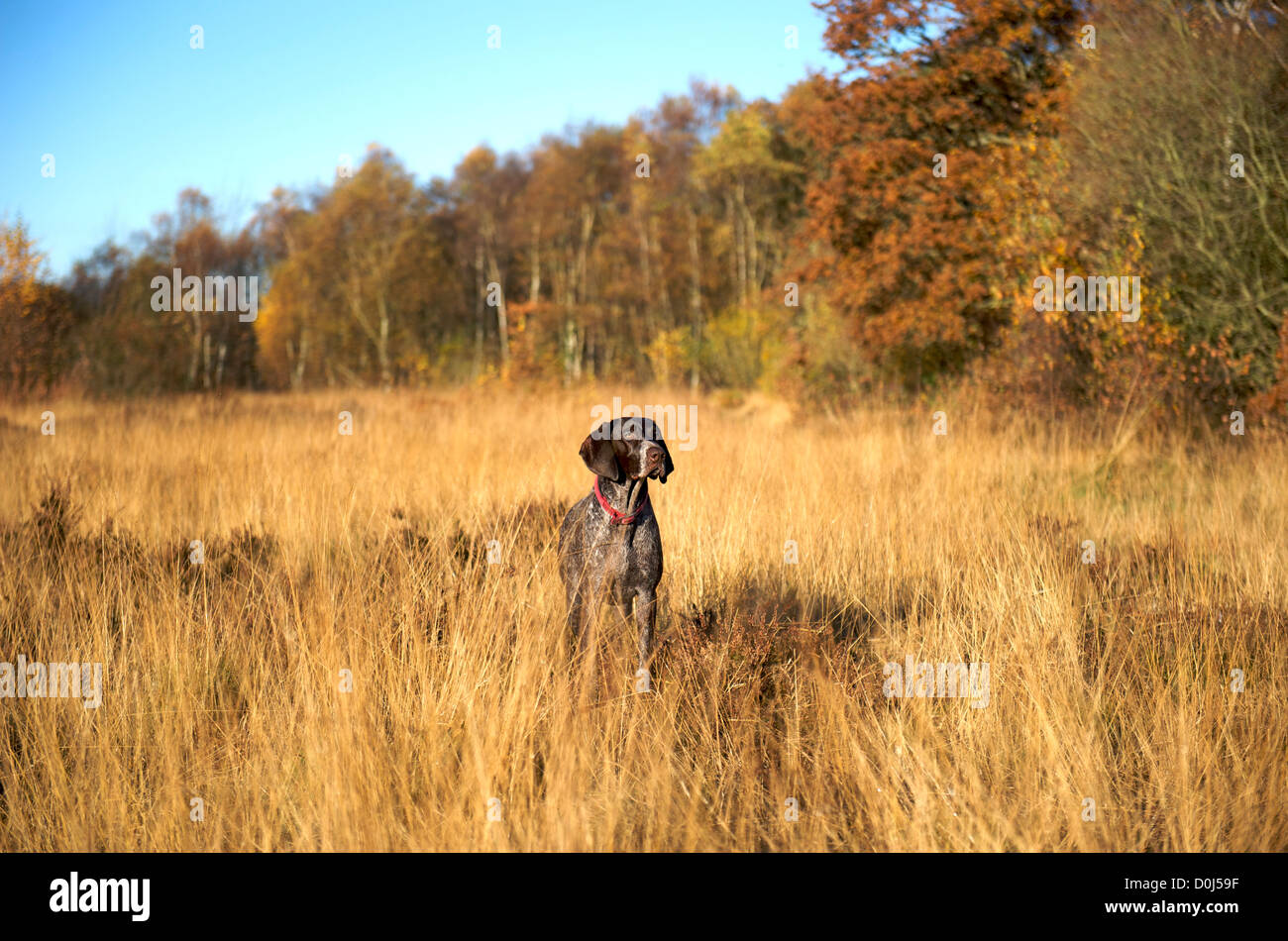 Long pointer hi-res stock photography and images - Alamy