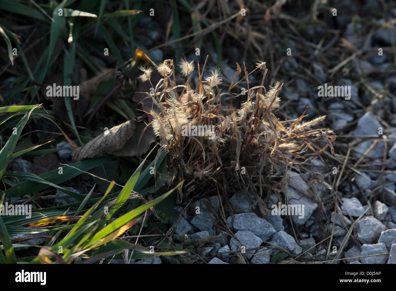 Small brown grass plant Stock Photo - Alamy