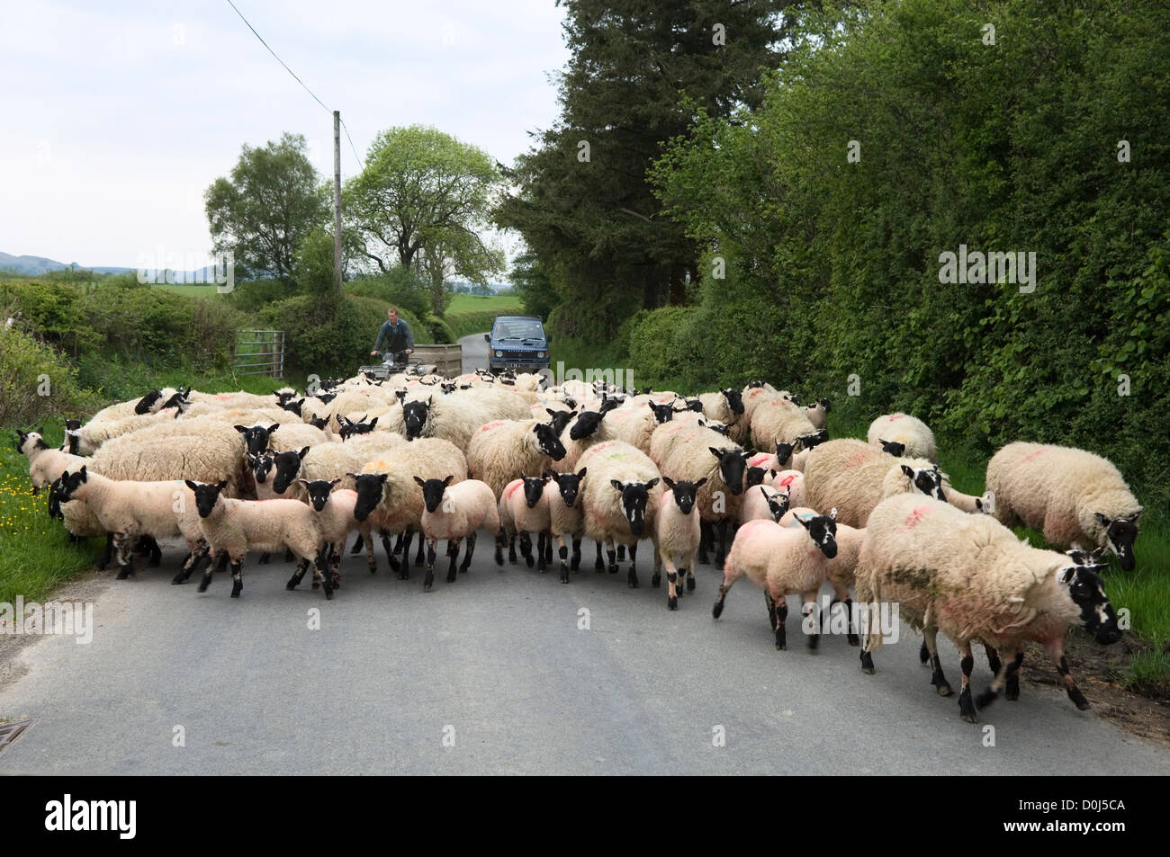 Sheep block a country lane in the Wye Valley Stock Photo - Alamy