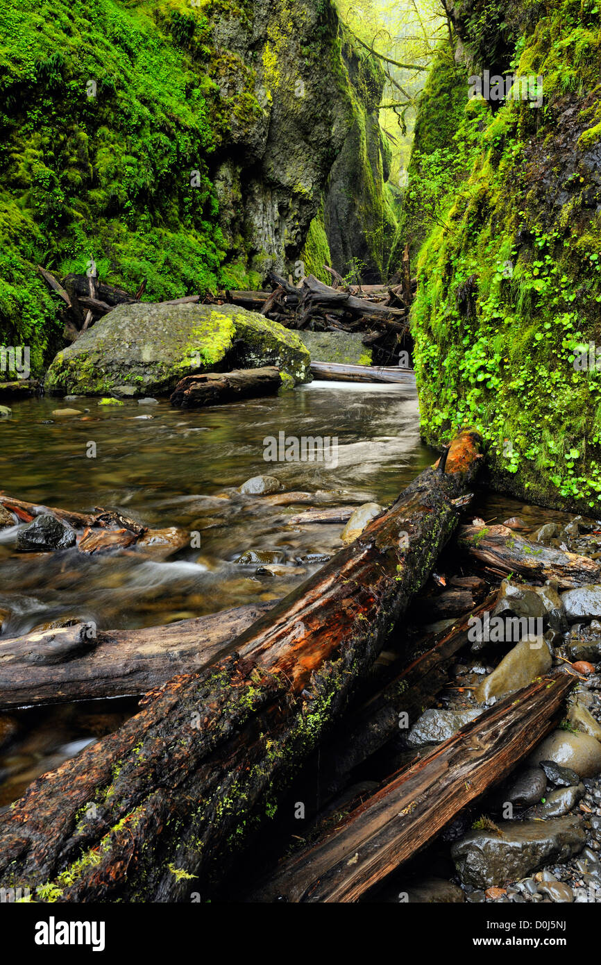 Spring trees and flowing water in the Oneonta Gorge, Columbia Gorge ...