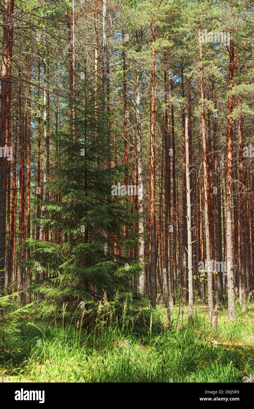Lonely fir-tree in pine forest Stock Photo - Alamy