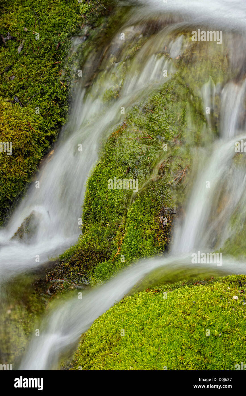 A mossy waterfall near the Spiral Tunnels, Yoho NP, BC, Canada Stock ...