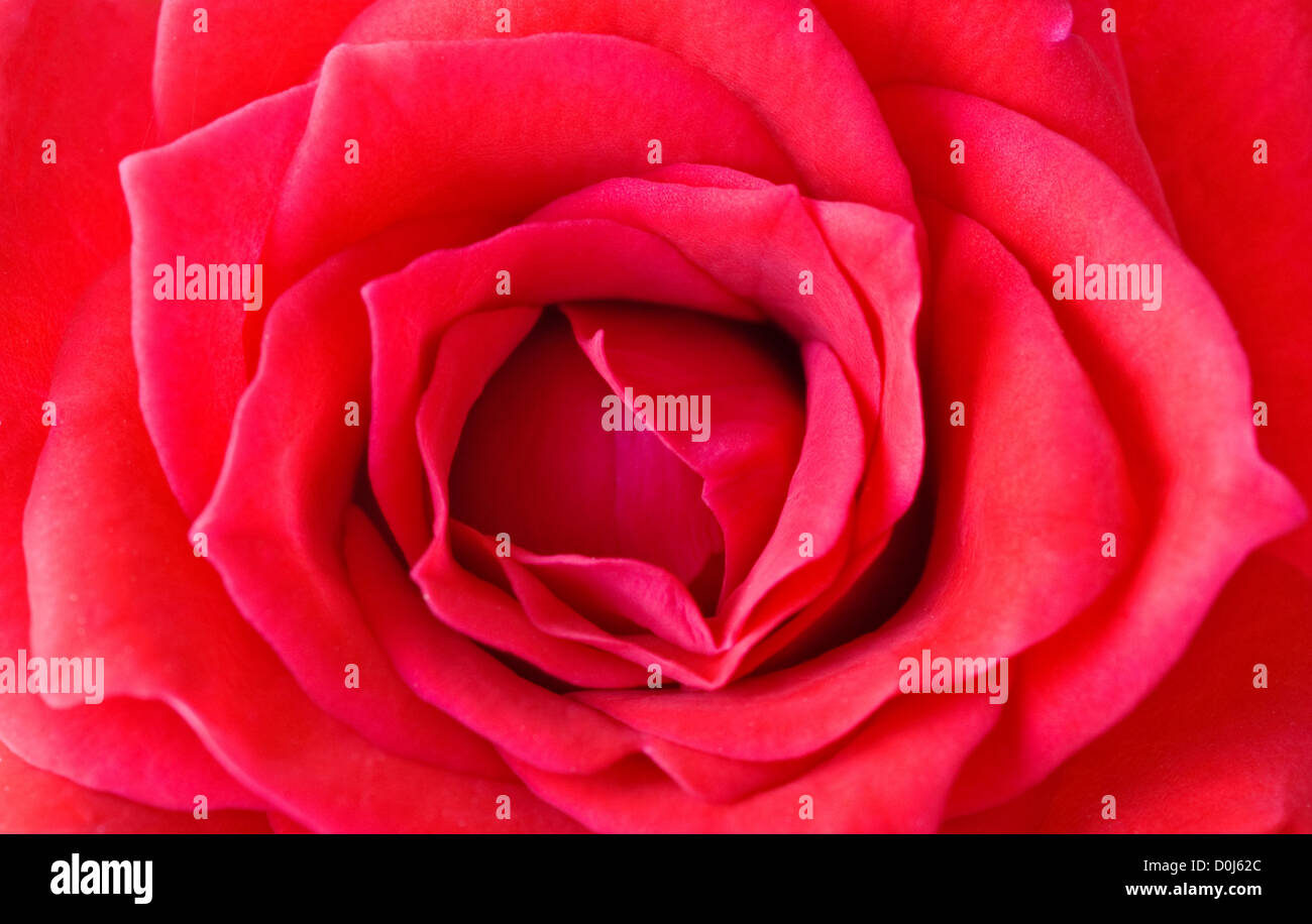 Open red rose hi-res stock photography and images - Alamy