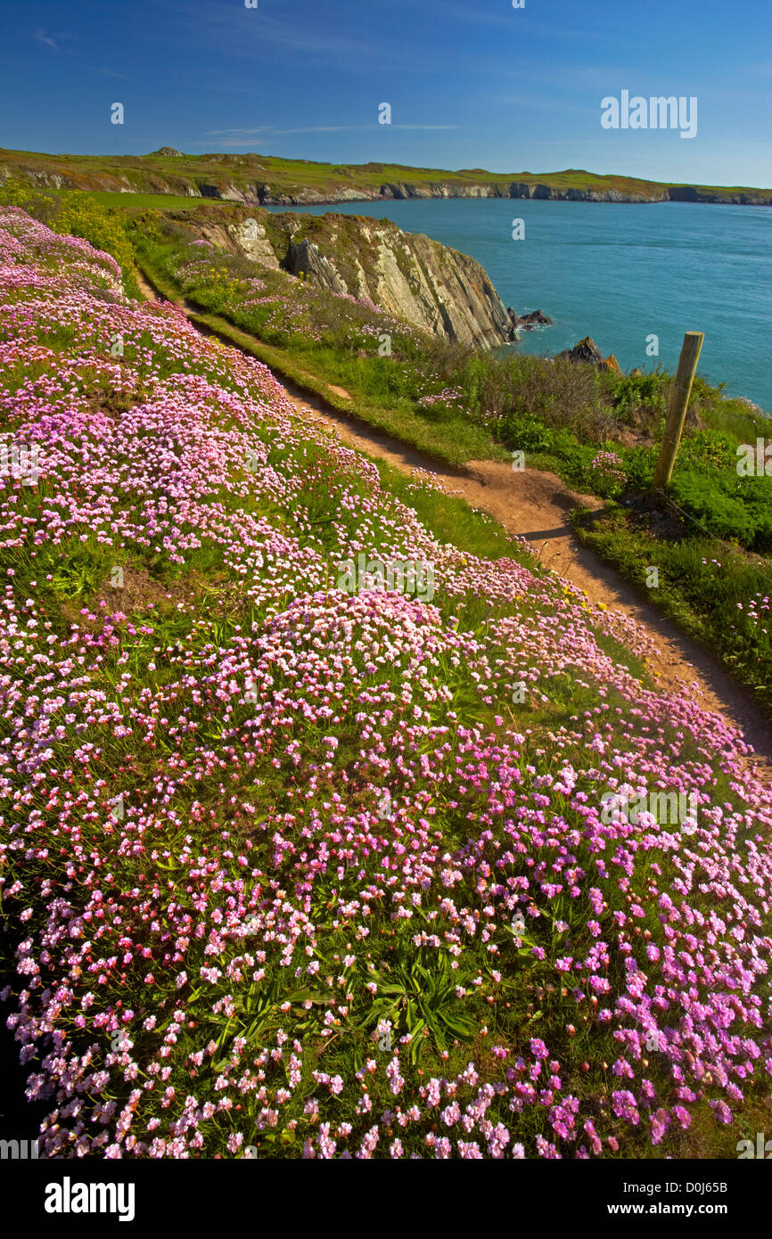Thrift growing along the Pembrokeshire Coastal Path overlooking Ramsey ...