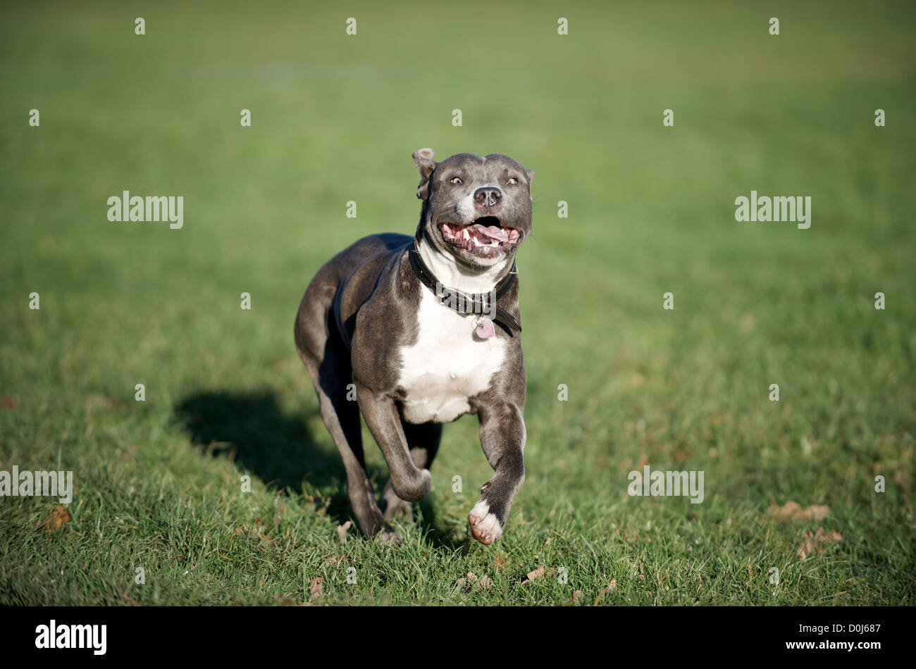 Young staffordshire bull terrier hi-res stock photography and images ...