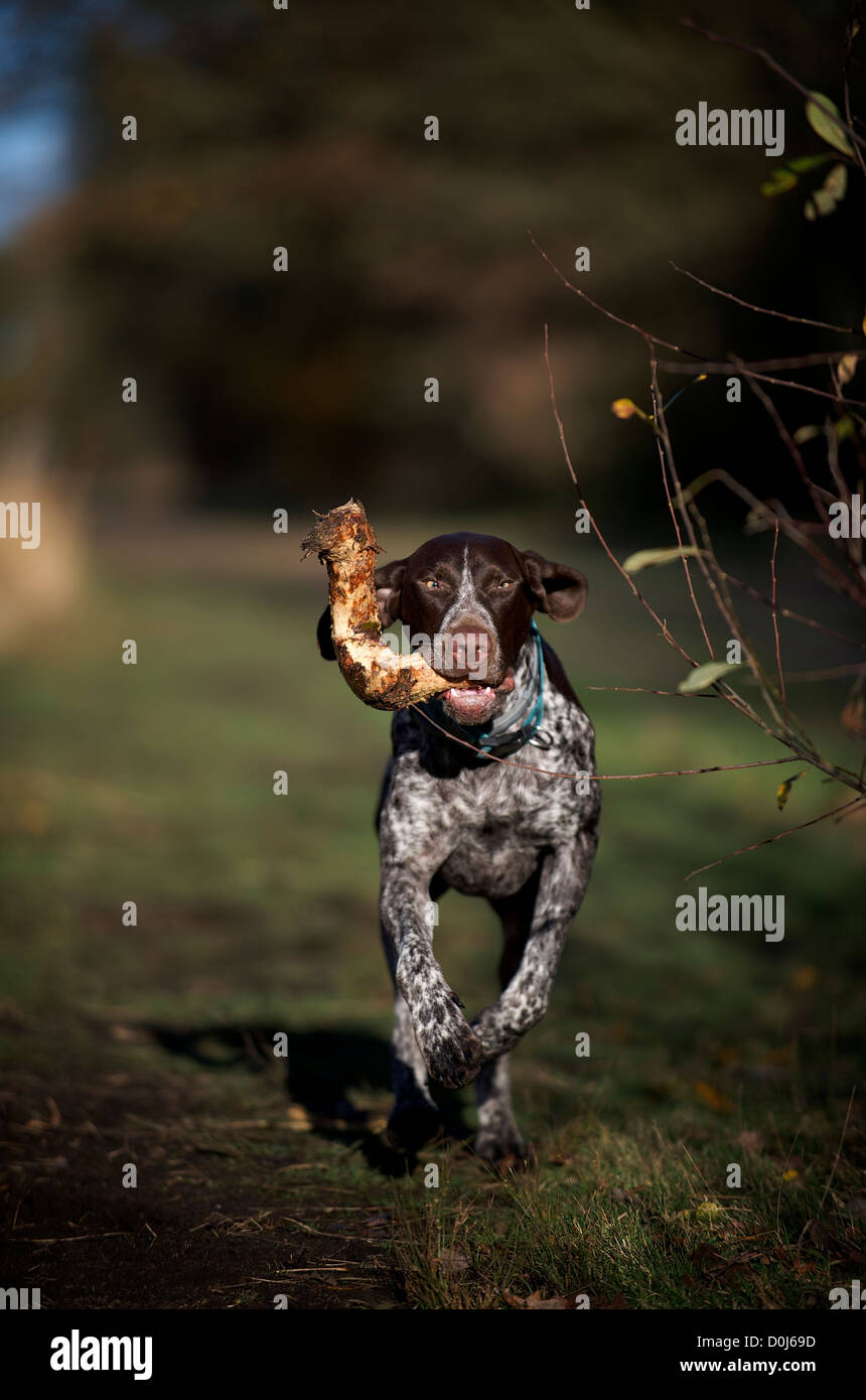 German shorthaired pointer exercise hi-res stock photography and images ...