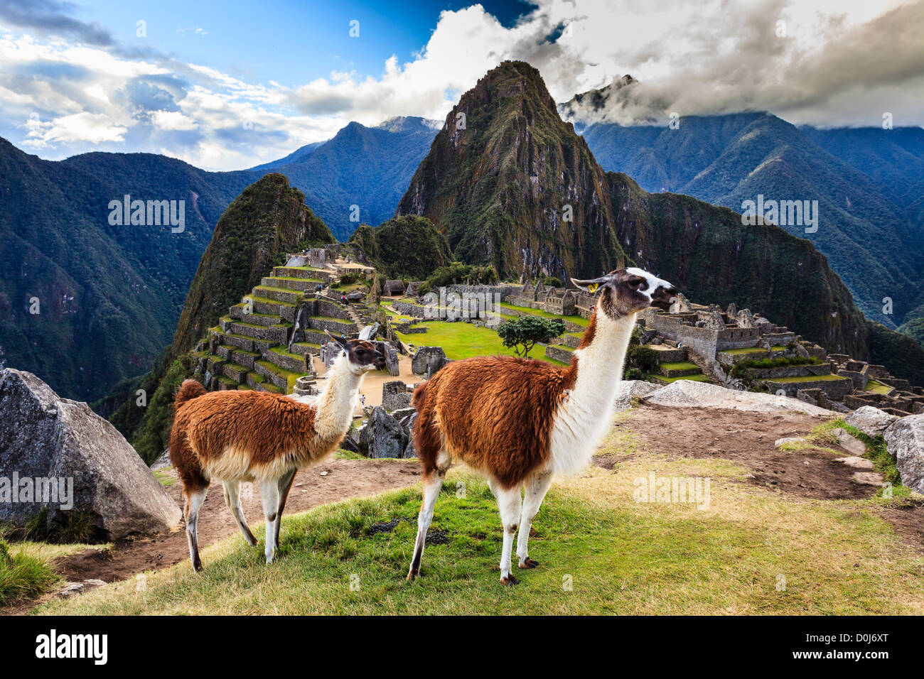 Llamas in Machu Picchu Archeological Site, Cuzco Province, Peru Stock ...