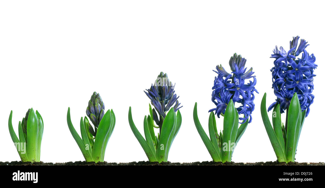 Flower growth stages hi-res stock photography and images - Alamy