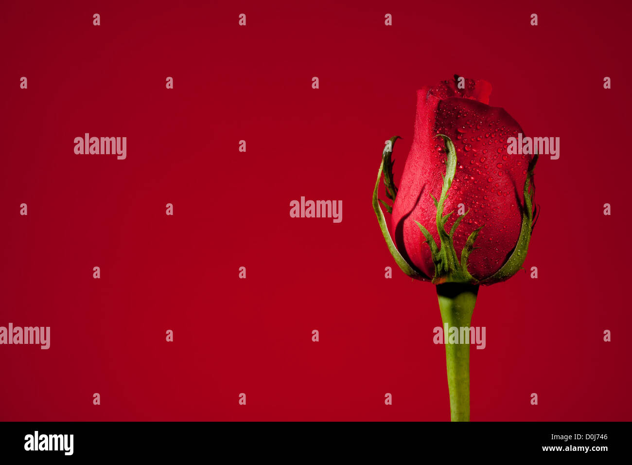 Single red rose stem hi-res stock photography and images - Alamy