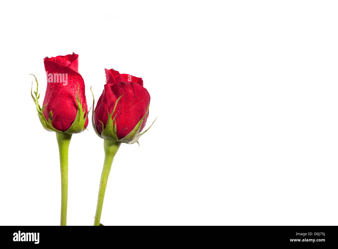 Two red roses isolated on white background Stock Photo - Alamy