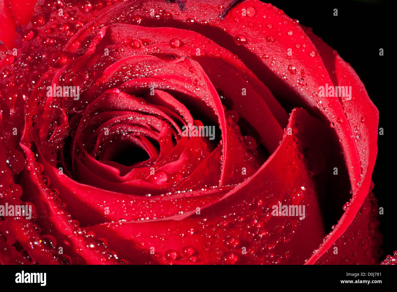 Red rose delicacy hi-res stock photography and images - Alamy