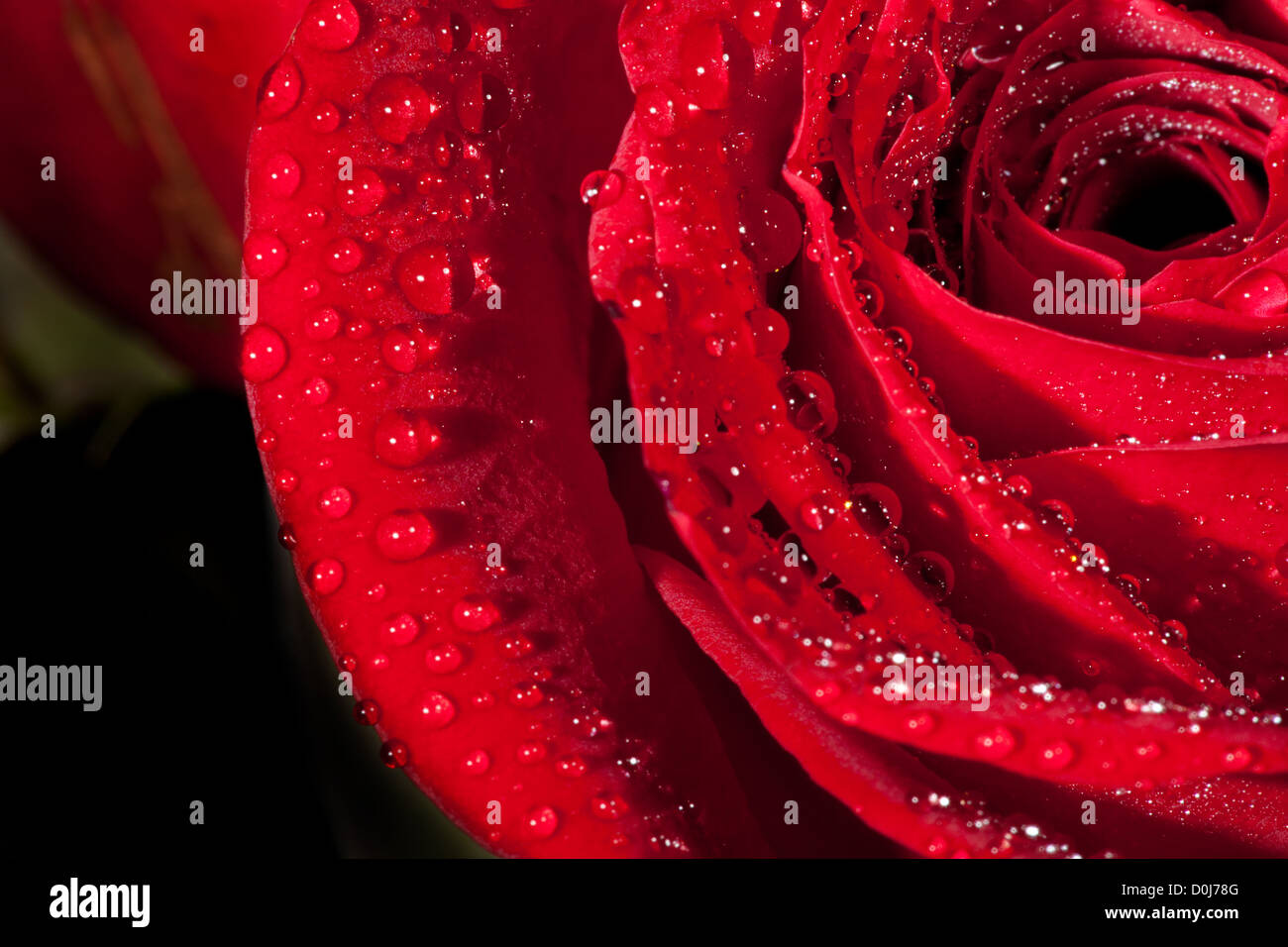 Red spiral rose hi-res stock photography and images - Alamy