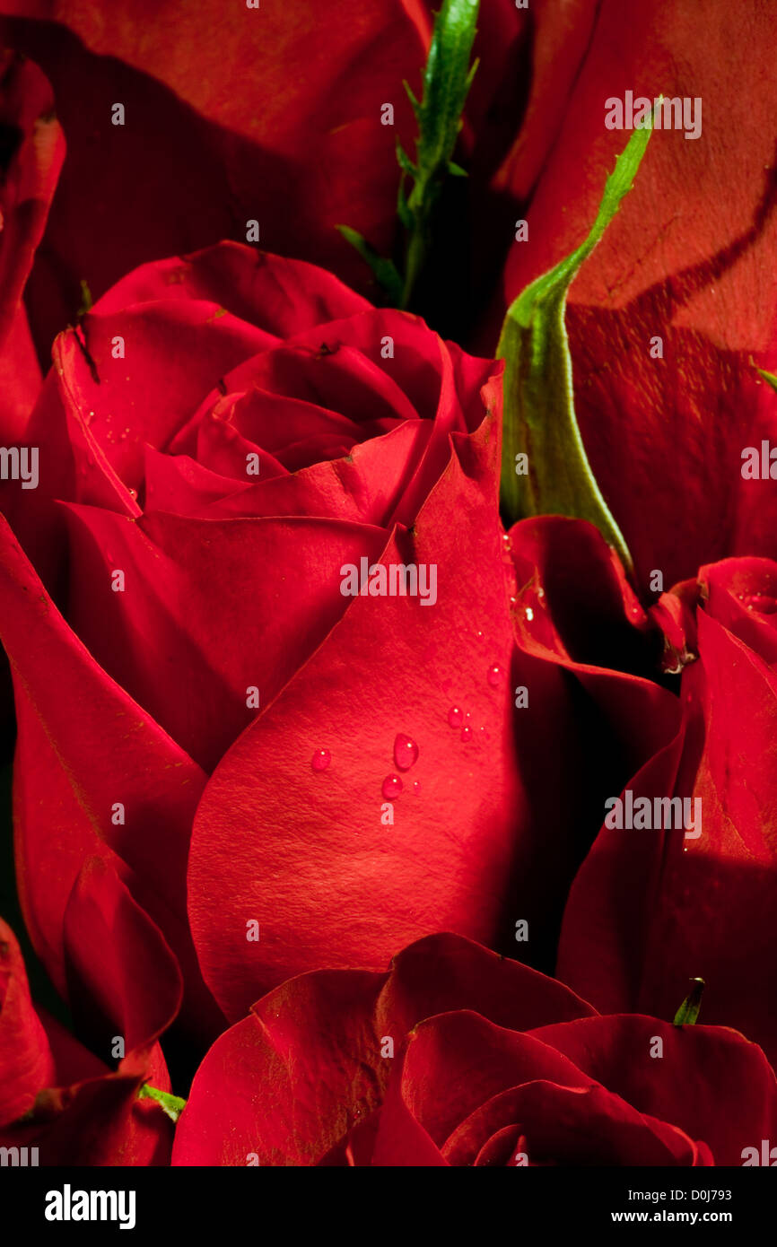 Close up detail of several red roses Stock Photo - Alamy