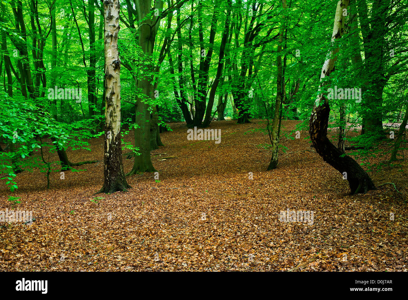 Southern beech leaves hi-res stock photography and images - Alamy