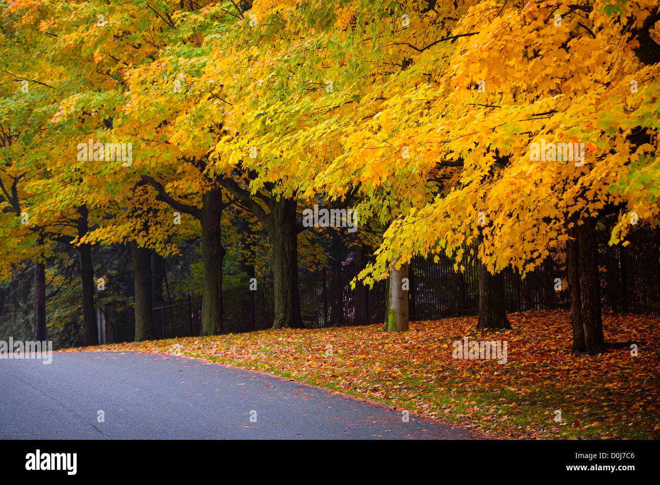 Autumn street with fall maple trees displaying colorful foliage ...