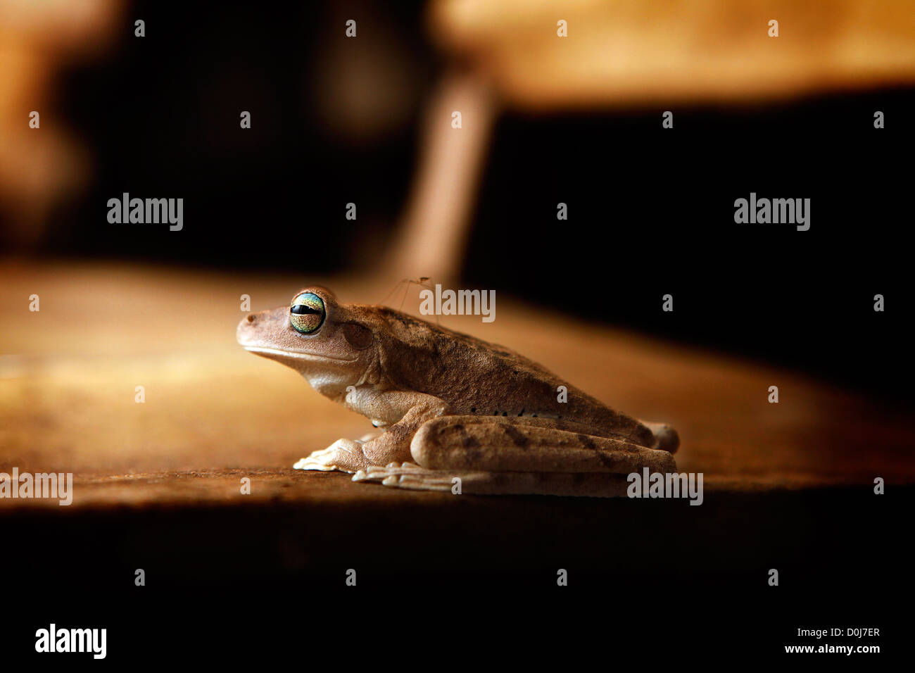Hypsiboas crepitans hi-res stock photography and images - Alamy