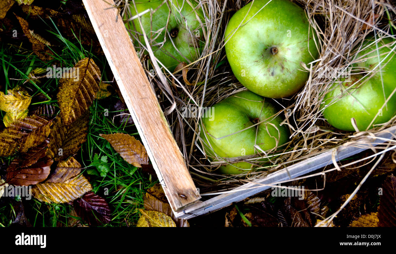 Bramley apples in autumn storage box following harvest Stock Photo - Alamy