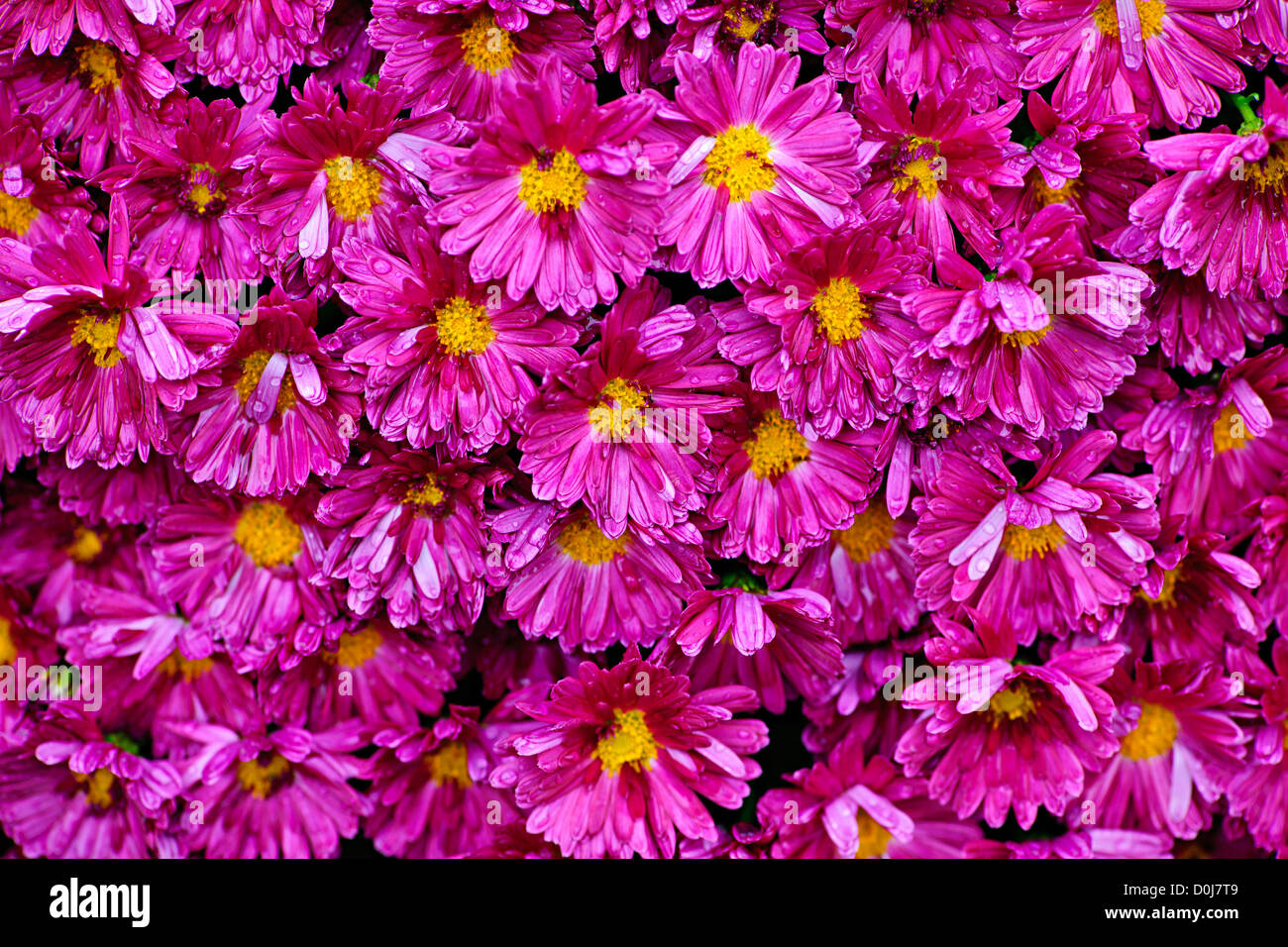 Background of pink mum flowers with raindrops Stock Photo - Alamy