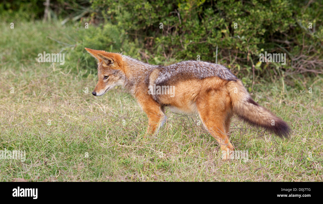 A black-backed jackal (Canis mesomelas), also known as the silver-backed or red jackal, in the ...