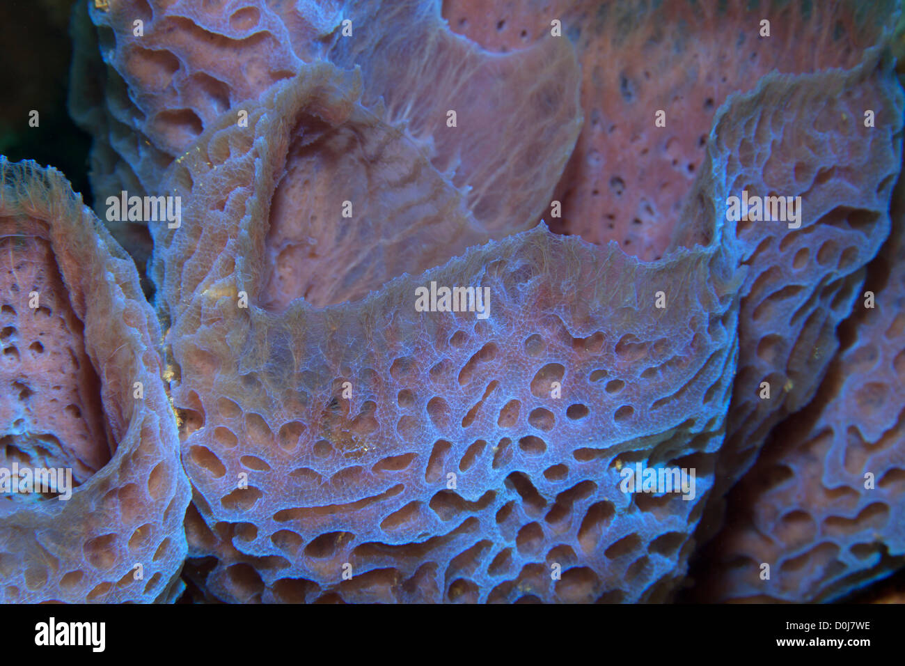 Plicifera hi-res stock photography and images - Alamy