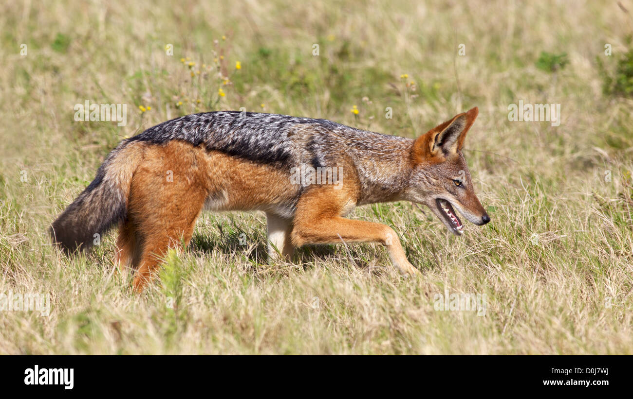 A black-backed jackal (Canis mesomelas), also known as the silver-backed or red jackal, in the ...