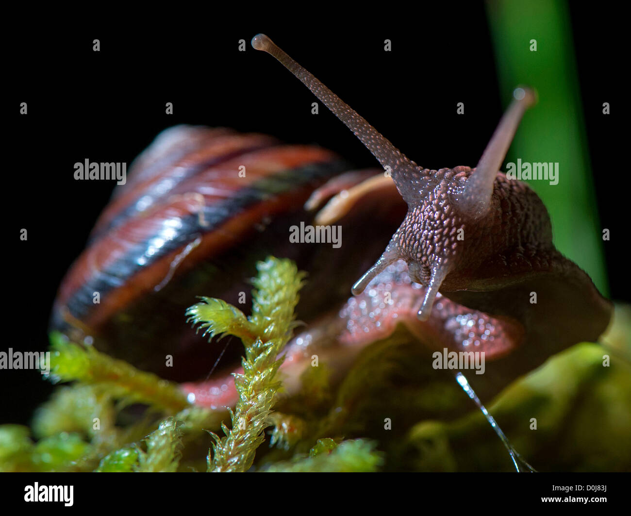 Nov. 26, 2012 - Roseburg, Oregon, U.S - A large Pacific sideband snail ...