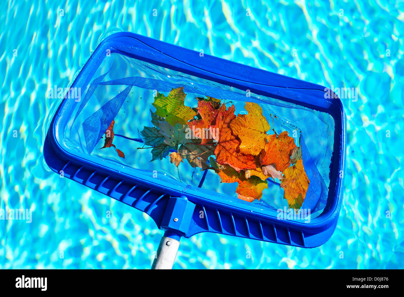 Cleaning swimming pool of fall leaves with blue skimmer before closing ...