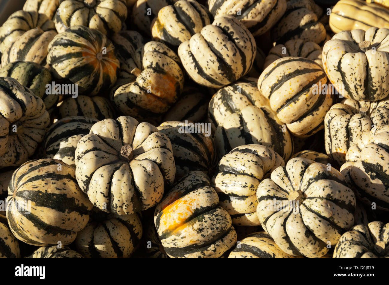 Dumpling Squash High Resolution Stock Photography and Images - Alamy