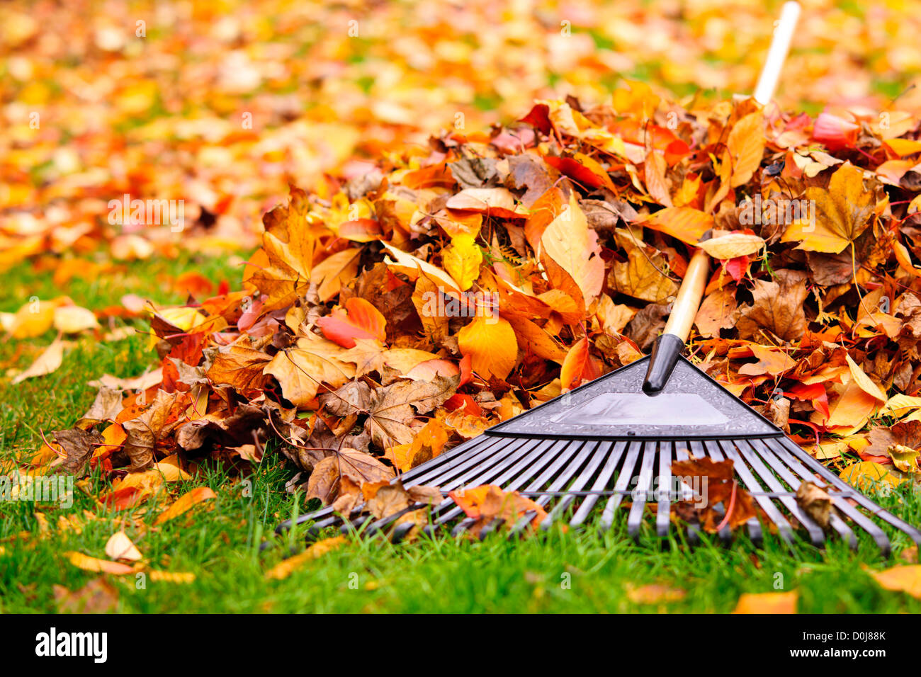 Rake leaves hi-res stock photography and images - Alamy