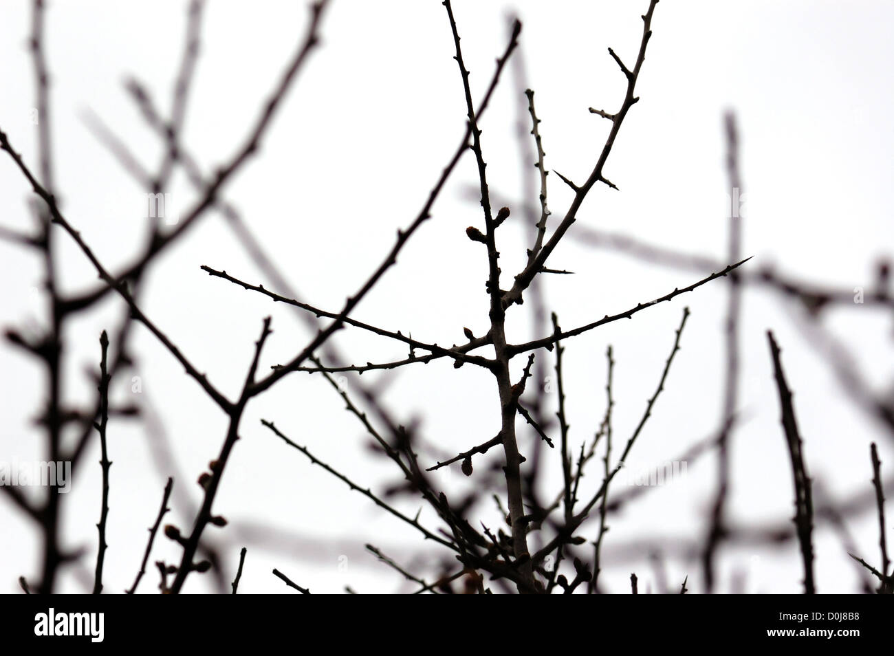 Leafless branches silhouette on white background. Nature abstract Stock ...