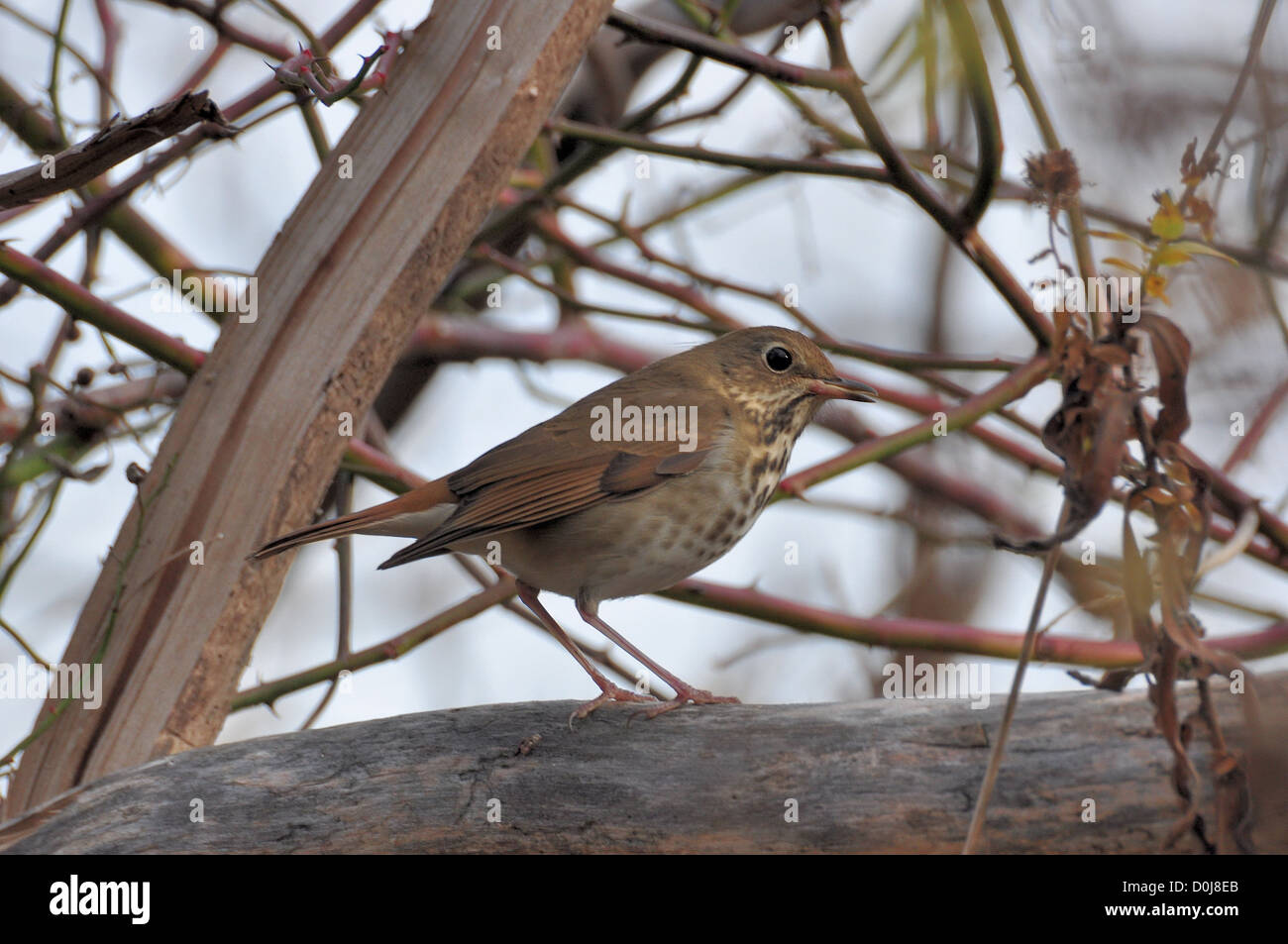 Hermit thrush hi-res stock photography and images - Alamy