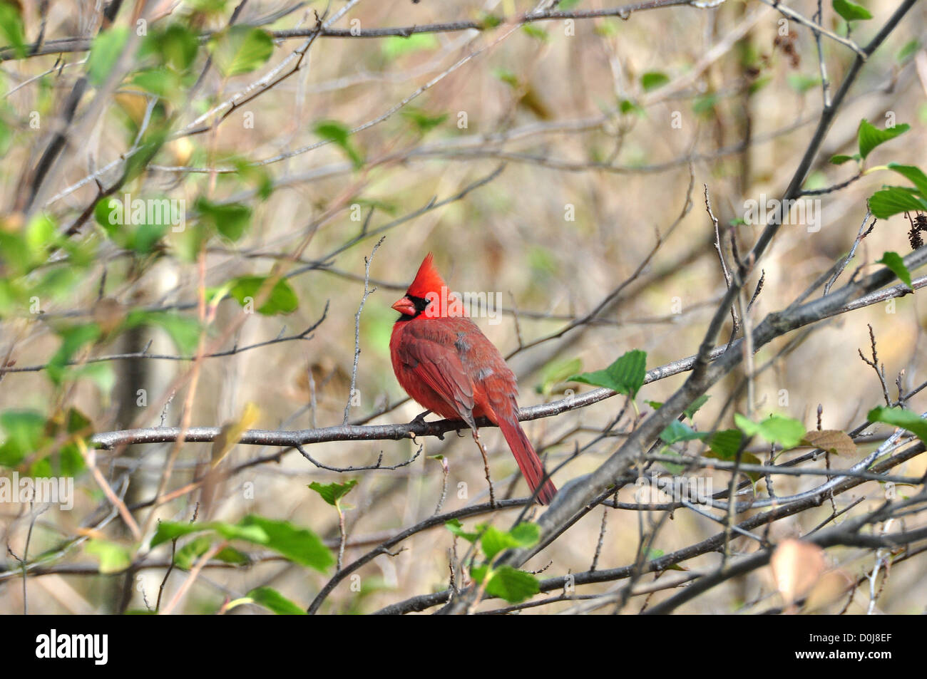 Cardinal northern hi-res stock photography and images - Alamy