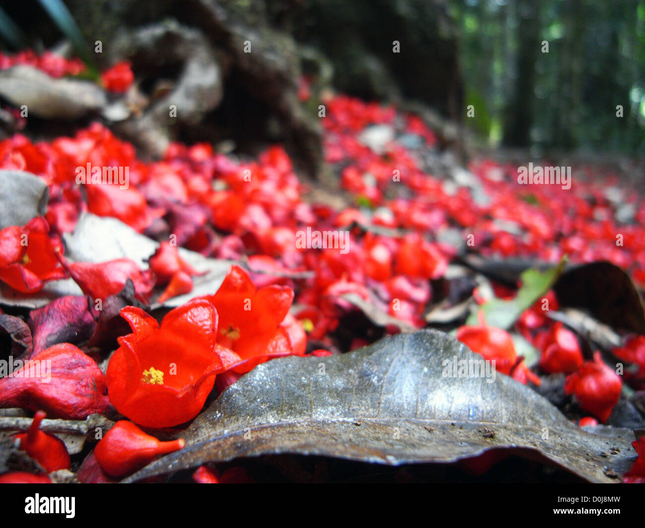 Fallen flame tree flowers on rainforest floor, Binna Burra, Lamington ...