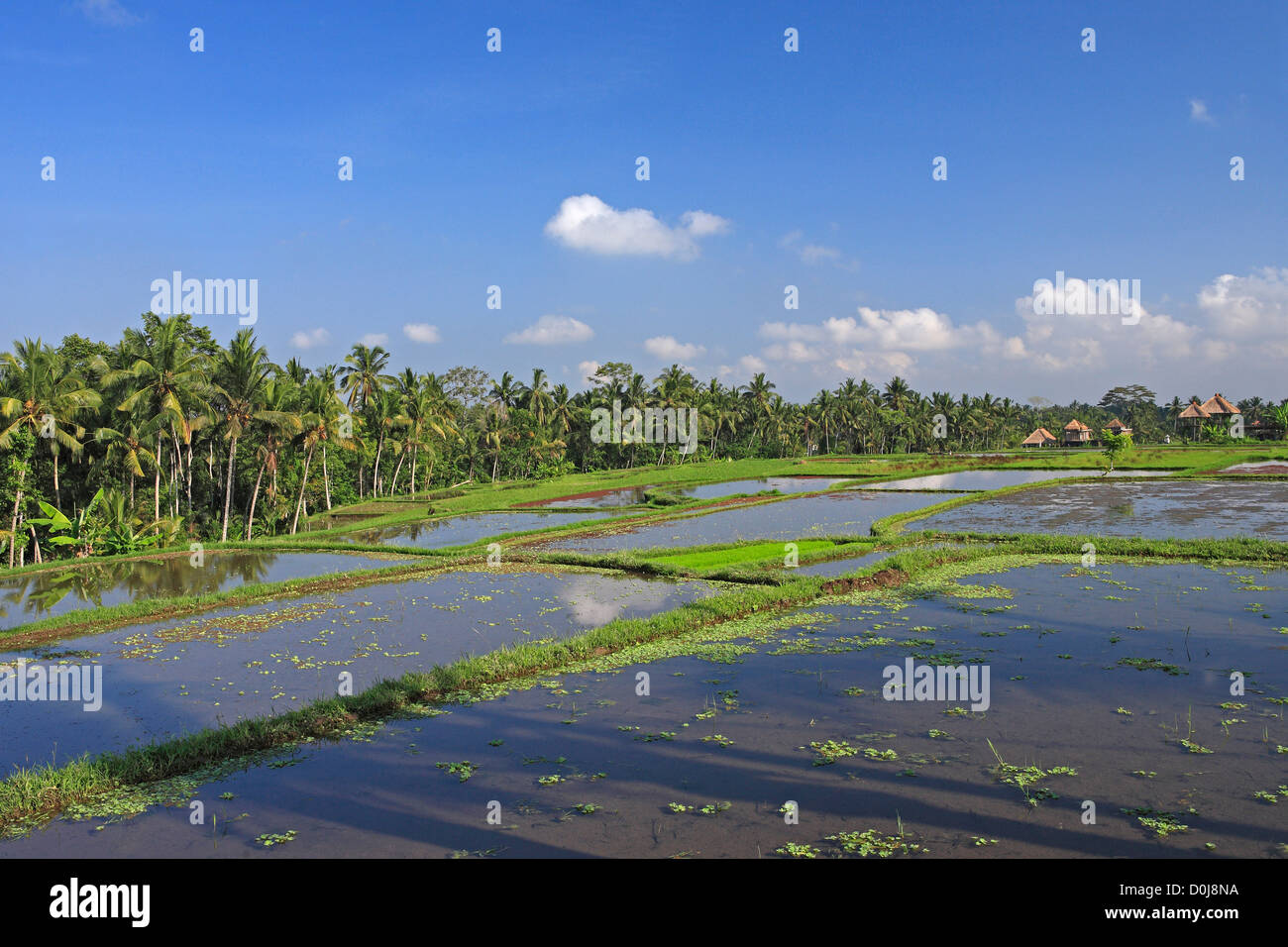 Irrigated Rice Terraces on a hillside, with traditional Balinese ...