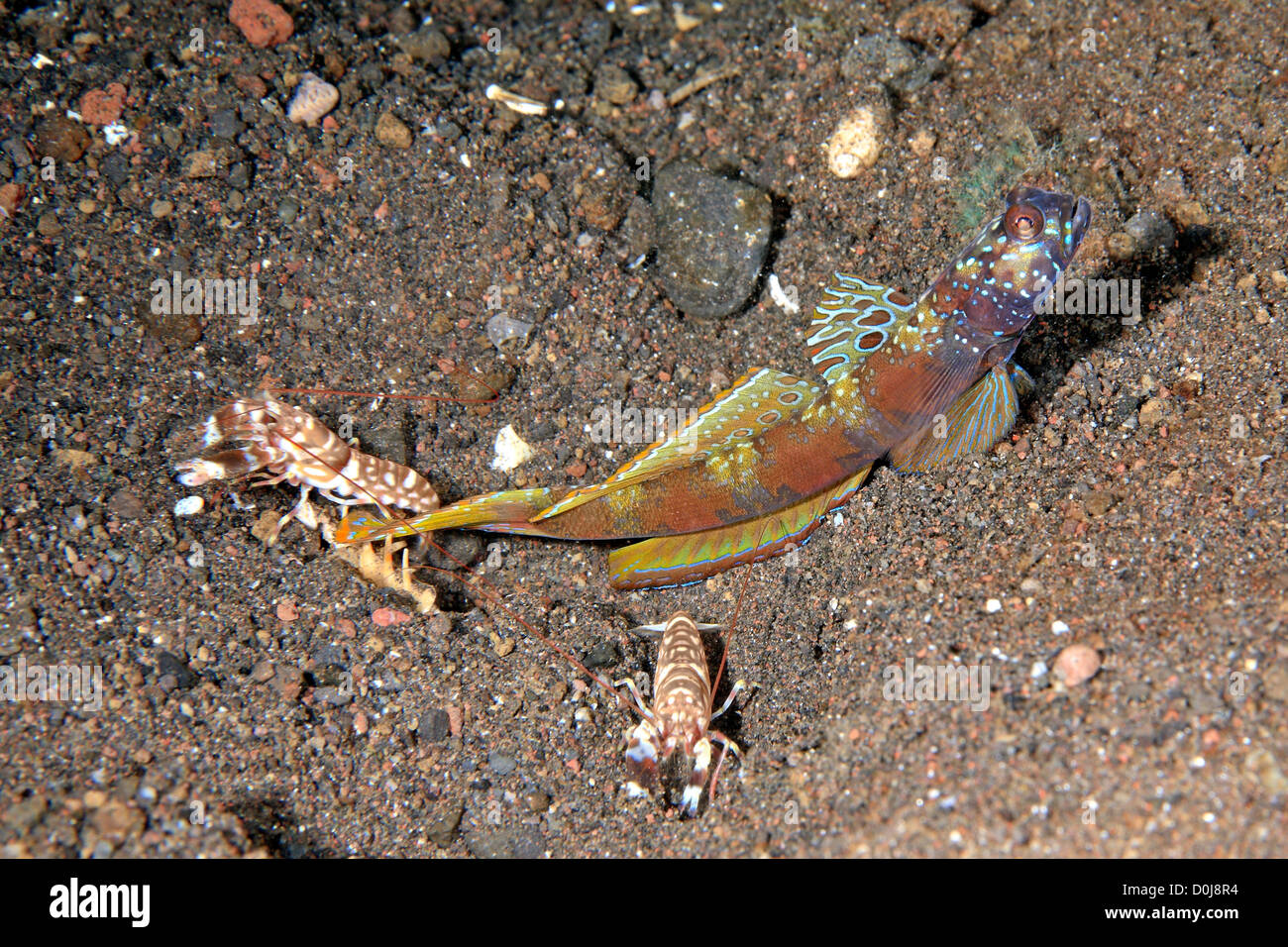 Bellulus hi-res stock photography and images - Alamy