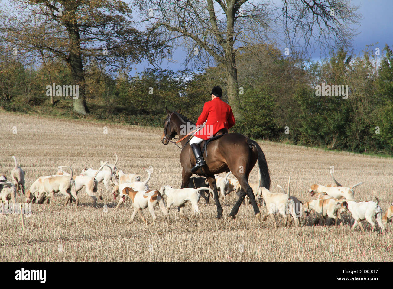 Huntsman and Hounds Stock Photo - Alamy