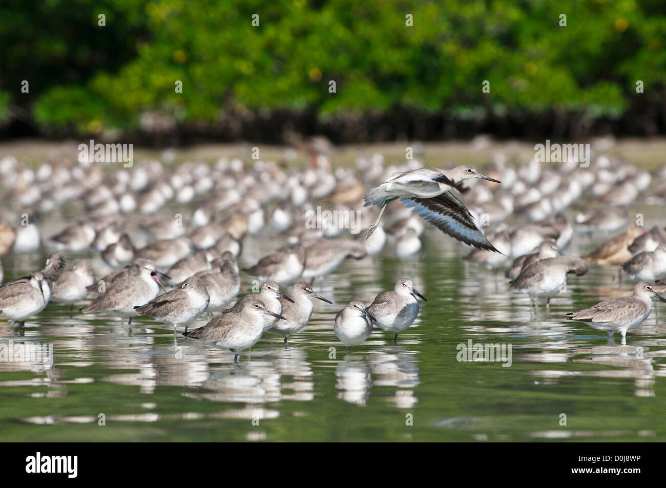 Flock of shore birds feed at low tide along mangrove forest, Bradley ...