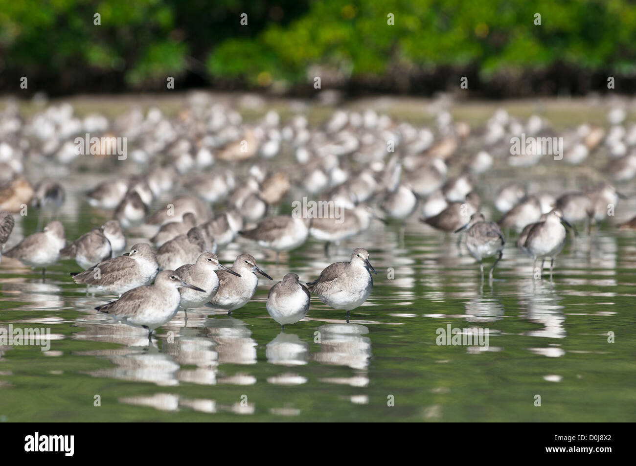 Flock of shore birds feed at low tide along mangrove forest, Bradley ...