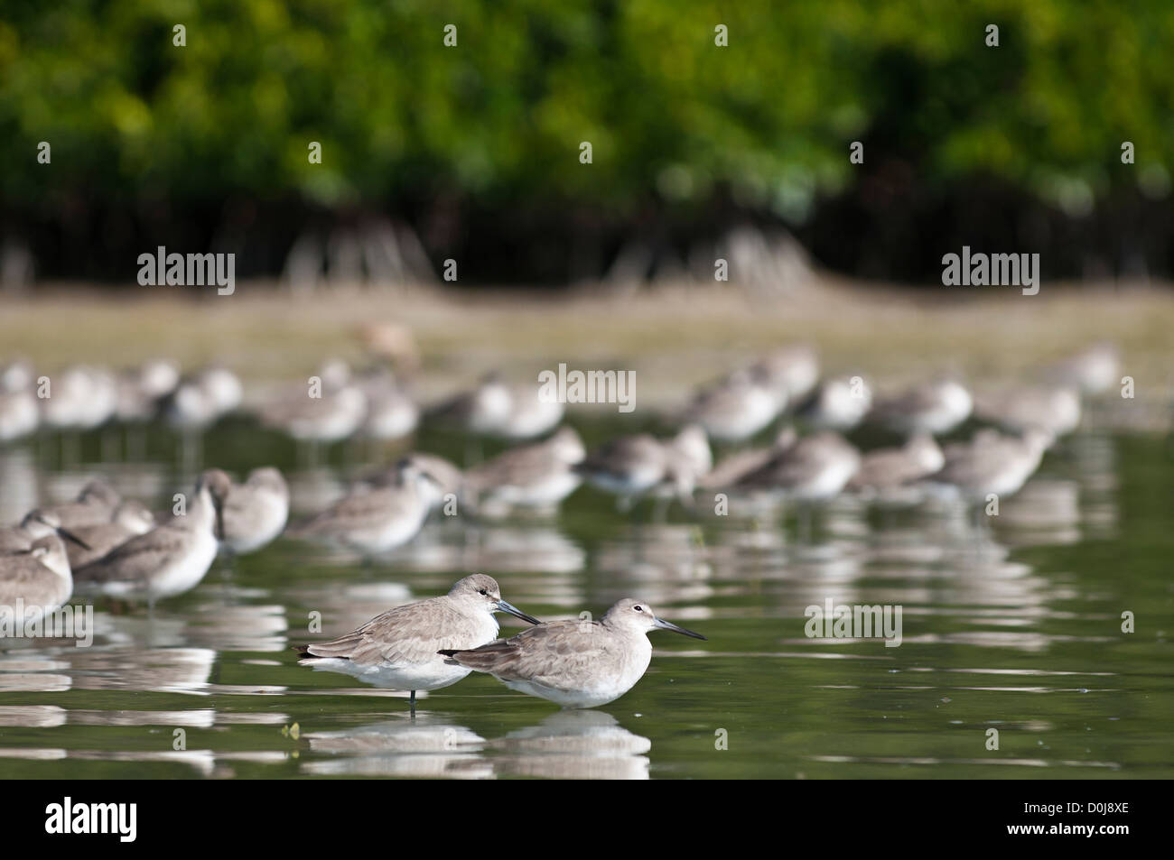 Flock of shore birds feed at low tide along mangrove forest, Bradley ...